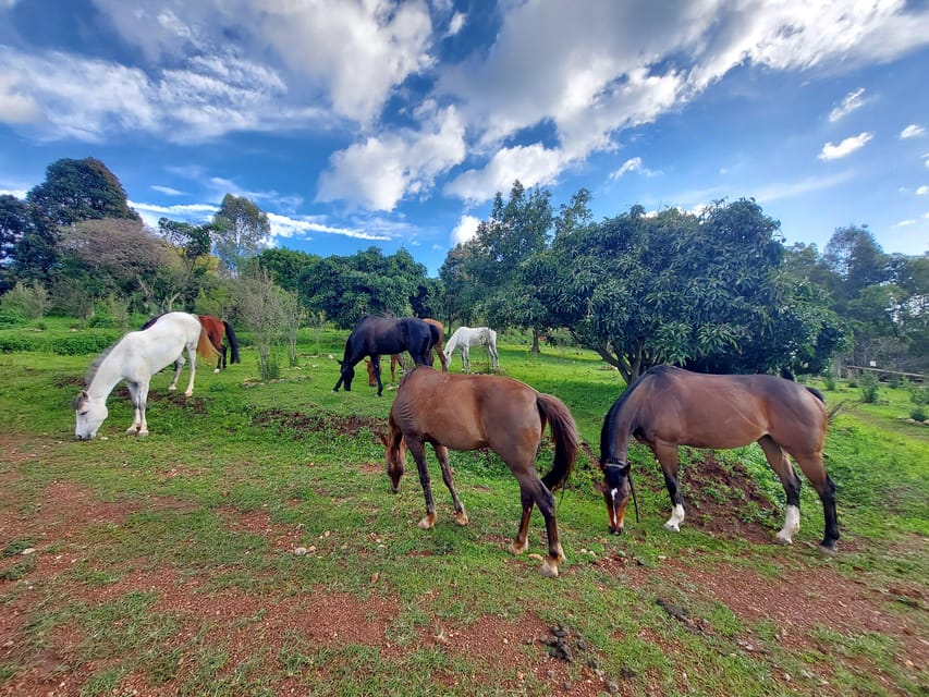 Graceful Gallop, Horse Ride Adventure in Mount Kigali | GetYourGuide