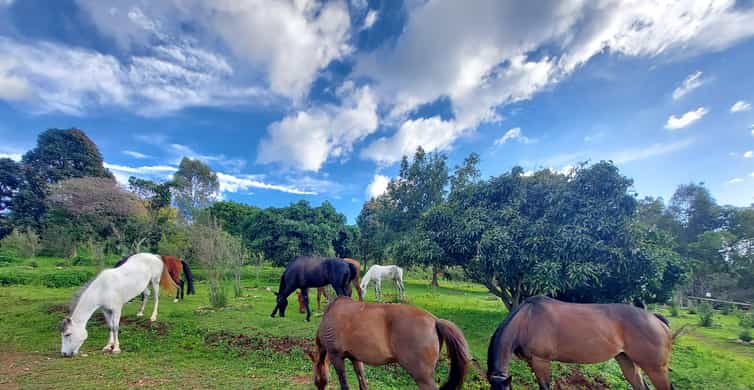 Graceful Gallop, Horse Ride Adventure in Mount Kigali | GetYourGuide