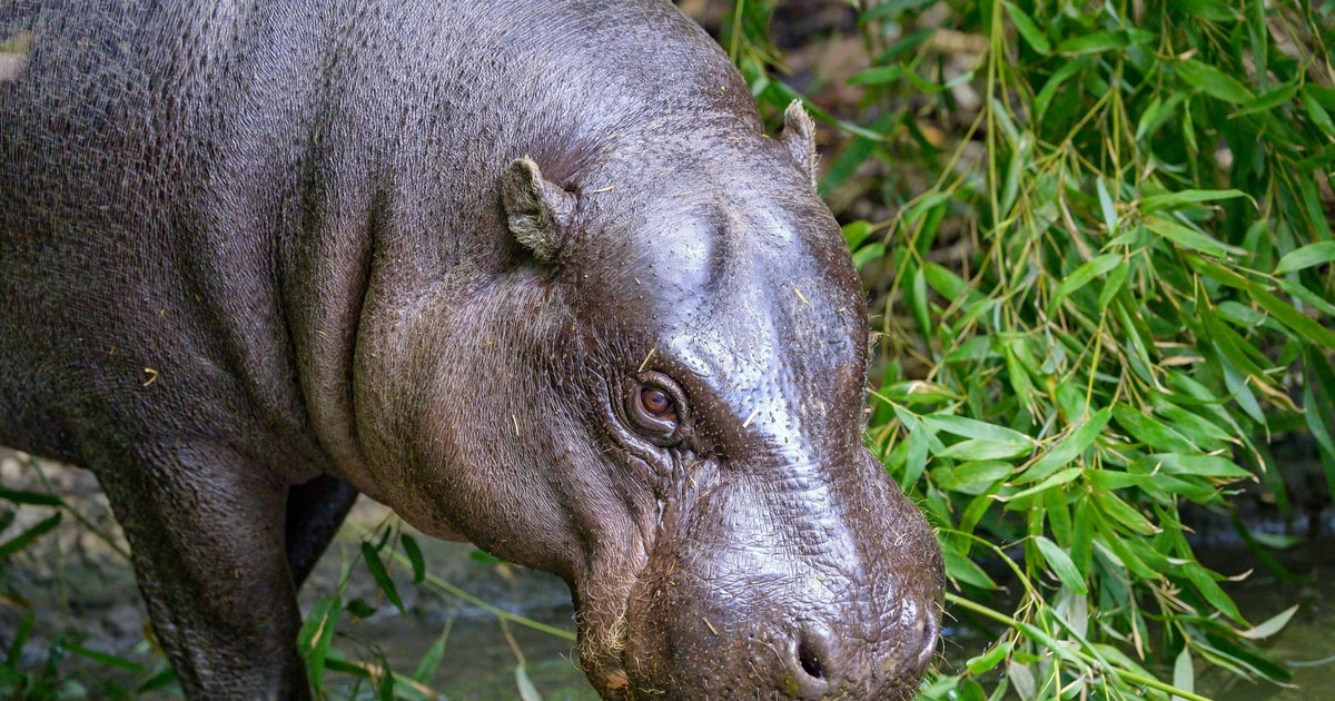 Discover Tiwai Island: A Sanctuary of Nature and Culture | GetYourGuide