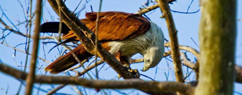 Kaudulla National Park Half Day Safari | GetYourGuide