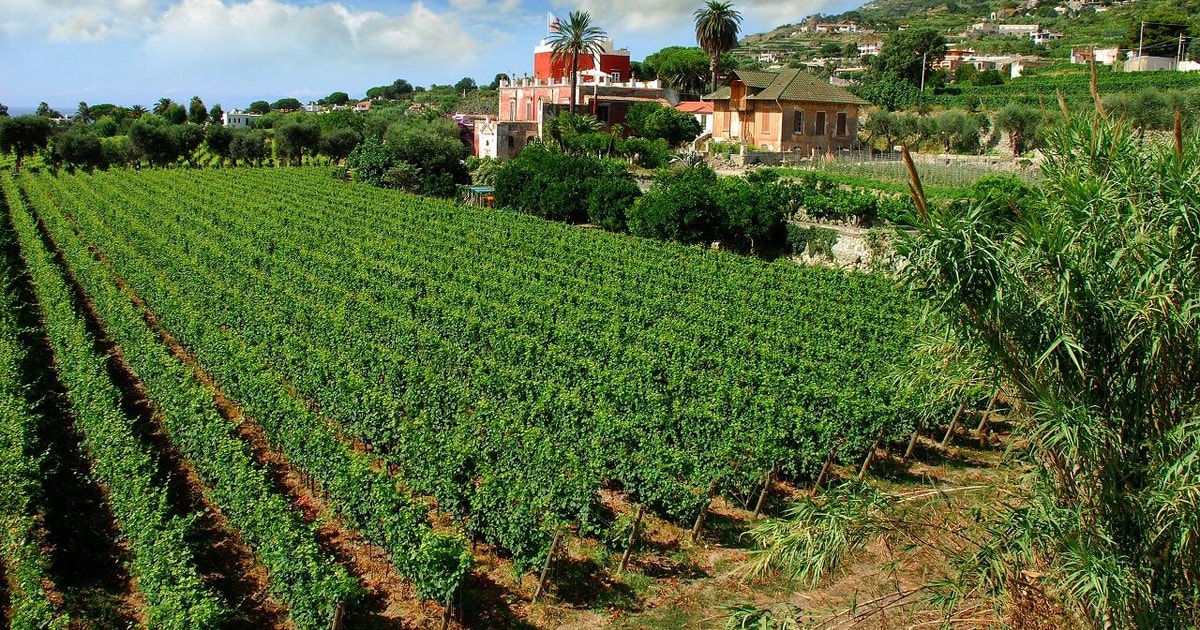 Ischia: Island tour with wine tasting in a typical winery | GetYourGuide