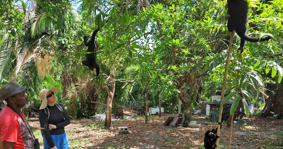 Rumble in the Jungle: Belize Howler Monkey Expedition | GetYourGuide