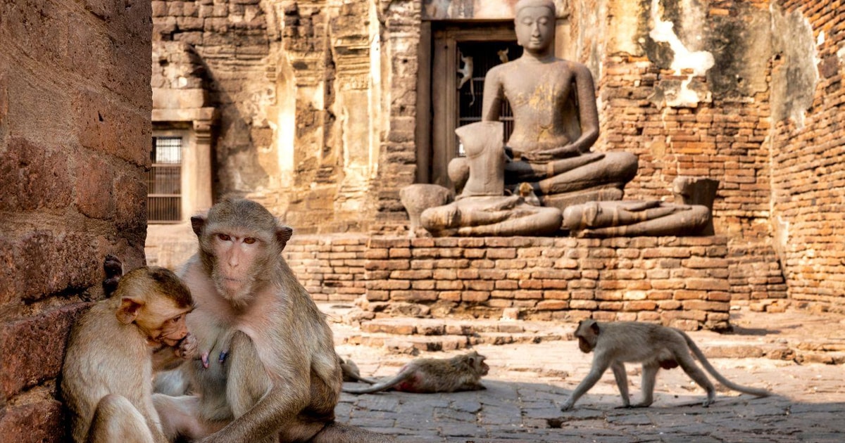 Lopburi Monkey Temple & Ayutthaya Old City - From Bangkok | GetYourGuide