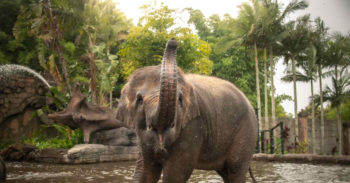 From Gold Coast : Australia Zoo Transfer and Entry Ticket | GetYourGuide