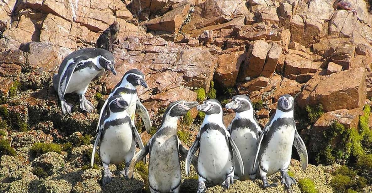 Desde Lima: Tour Ica Paracas Islas Ballesta día completo | GetYourGuide