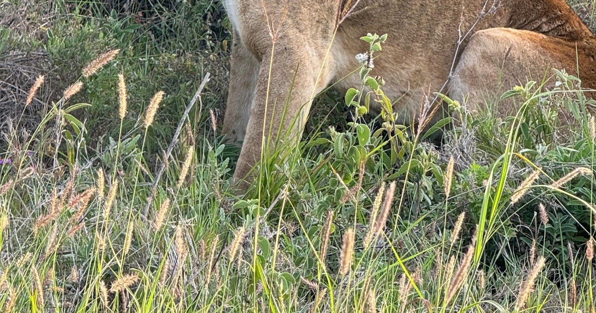 Safari in het Nairobi National Park met ophalen en afzetten | GetYourGuide