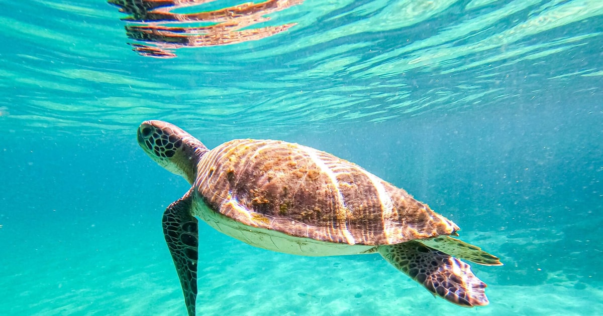 Von Rio de Janeiro aus: Angra dos Reis & Ilha Grande Tagestour ...