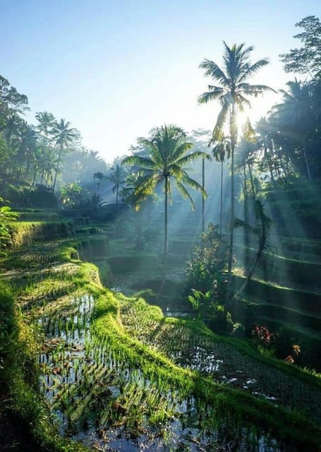 Highlight Ubud Waterfalls and Tegalalang Rice Terrace | GetYourGuide