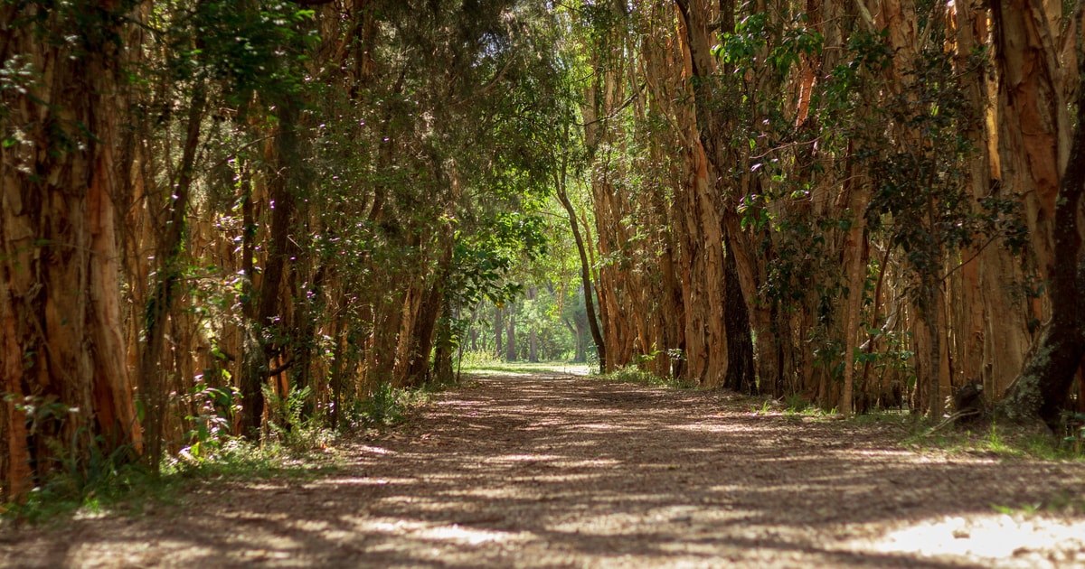 Gold Coast Hinterland Kangaroo & Mountain Views Day Tour | GetYourGuide