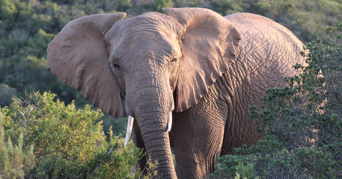 Gqeberha: Exclusive Tour & Lunch at Nyosi Wildlife Reserve | GetYourGuide