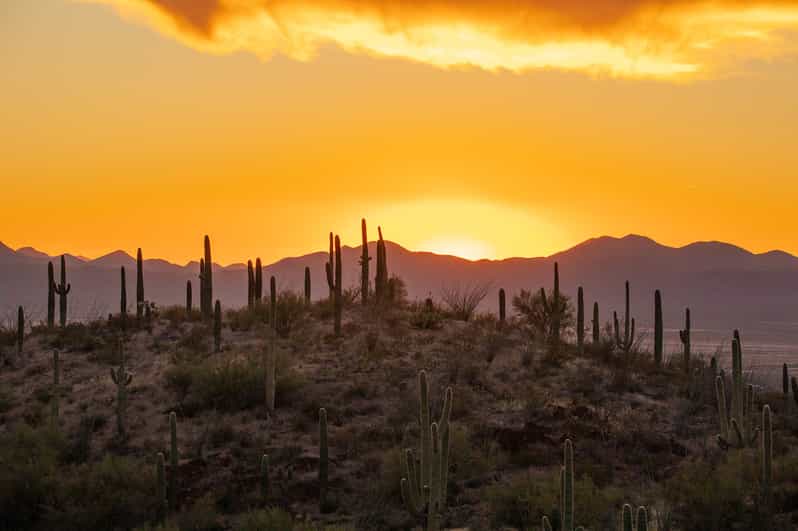 Tucson: Arizona-Sonora Desert Museum Entrébiljett | GetYourGuide