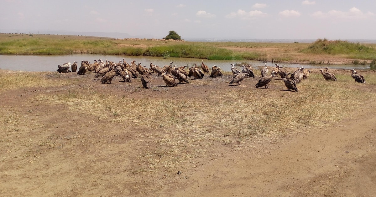 6hrs of Birdwatching in Nairobi National park | GetYourGuide