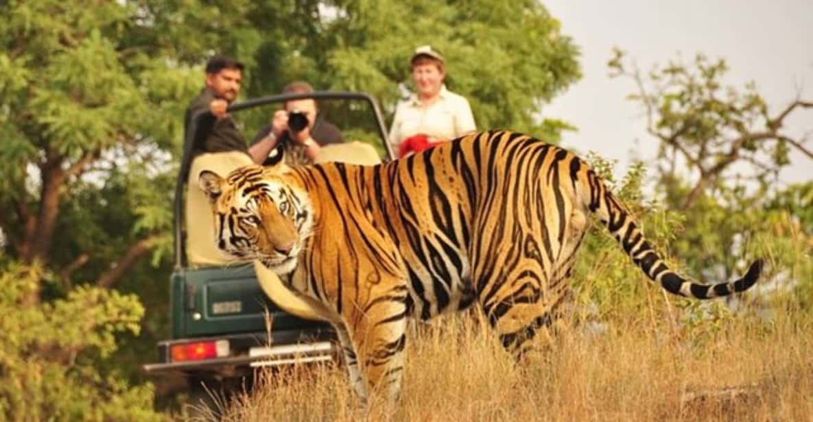 Private Day Trip With Tiger Safari From Jaipur All Included | GetYourGuide