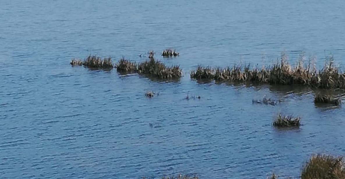 Aveiro: Tour Ria - Bike Adventure in Aveiro's Estuary | GetYourGuide