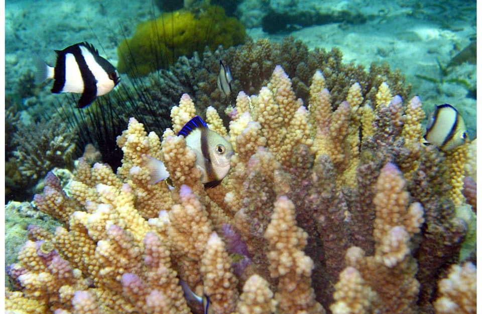 Zanzibar: Tumbatu Island Day Trip | GetYourGuide