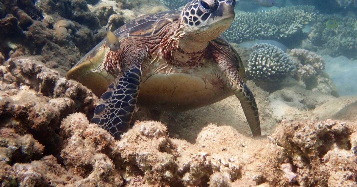 Exmouth: Half Day Turtle Kayak & Snorkel Tour | GetYourGuide
