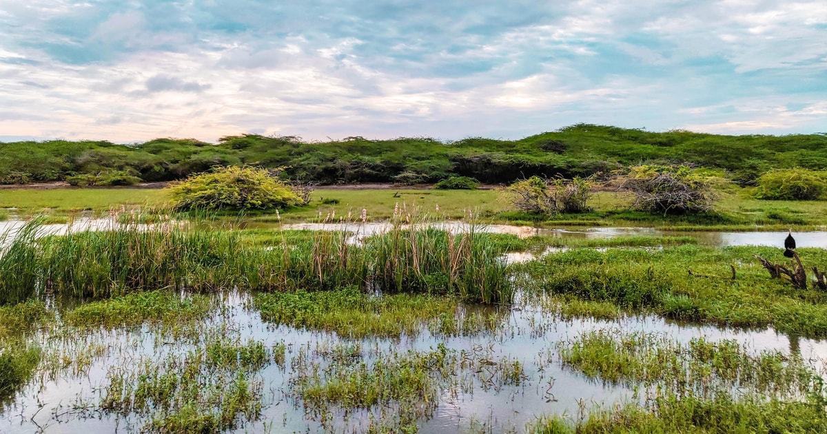 Safari por el Parque Nacional de Bundala desde Tangalle | GetYourGuide