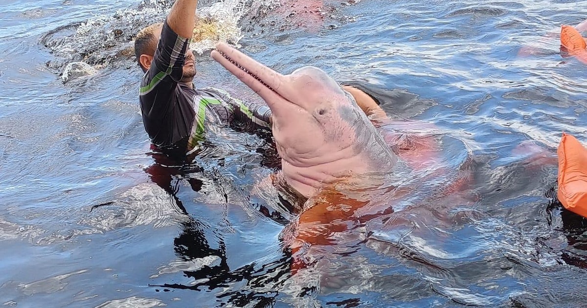 Manaus Amazon Dolphin Tour and Indigenous Village Day Tour | GetYourGuide