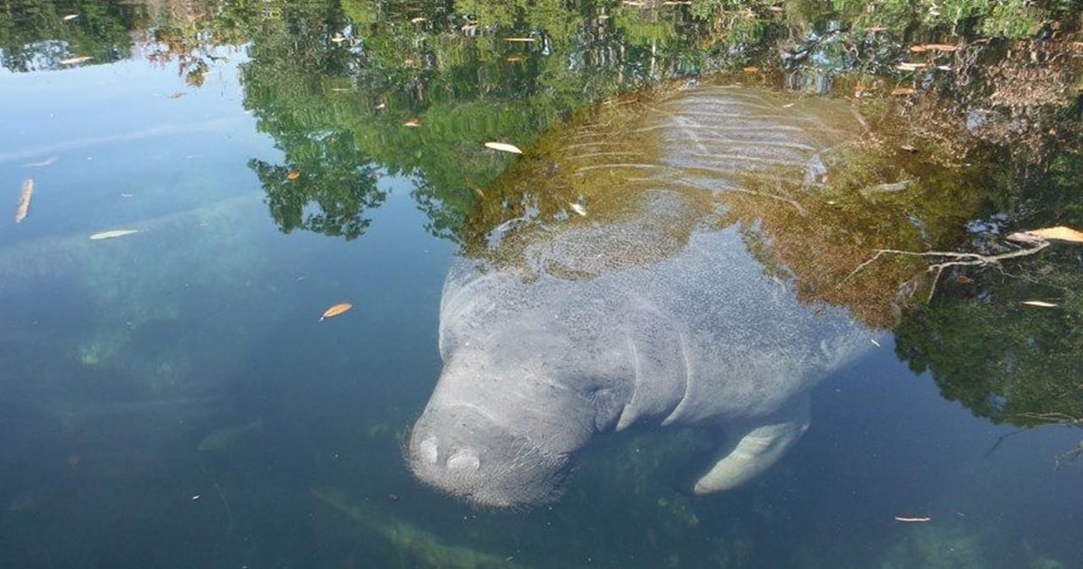 Crystal River: Rejs z widokiem na manaty | GetYourGuide