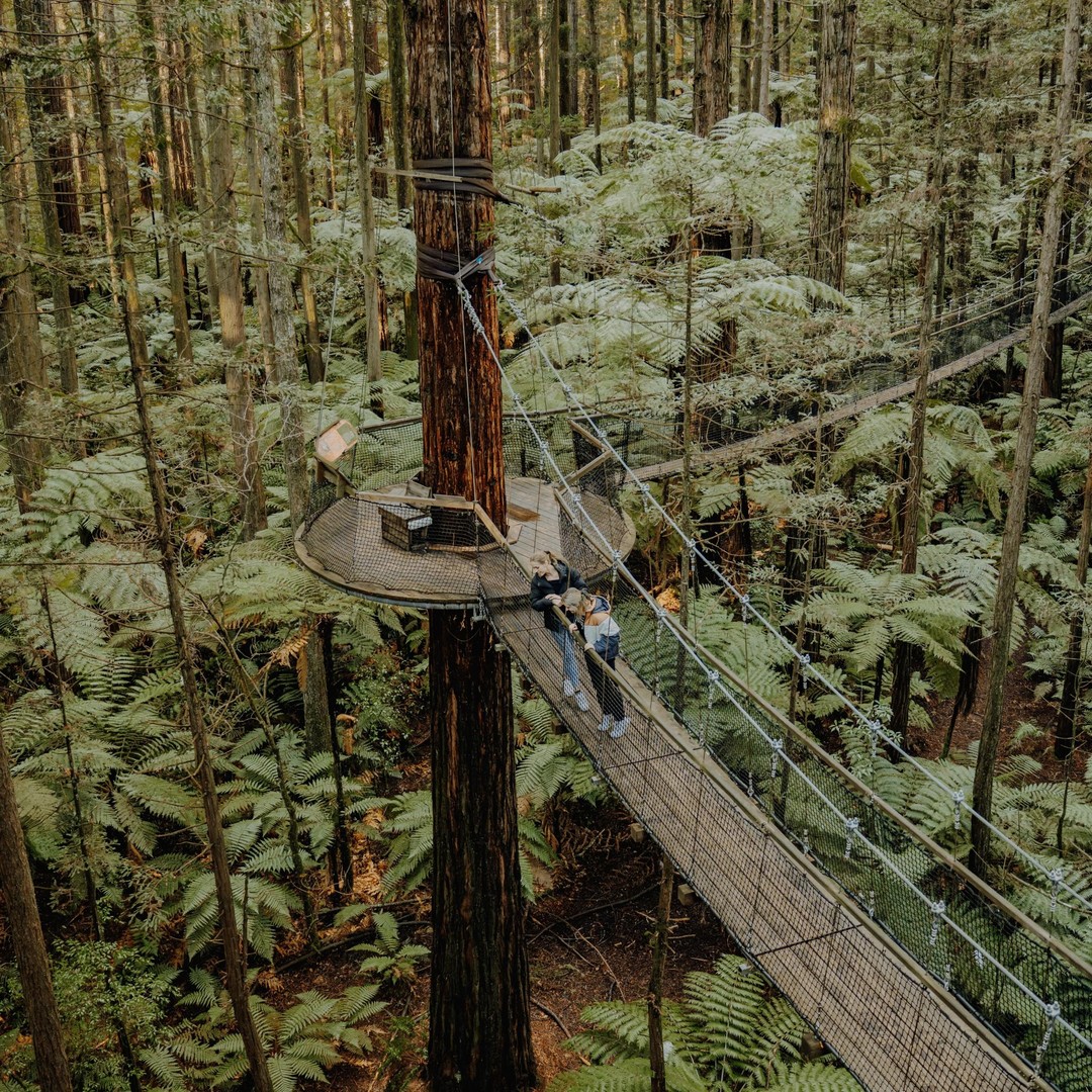 Rotorua: Redwoods Altitude, Nighttime Fast Pass, & Treewalk | GetYourGuide