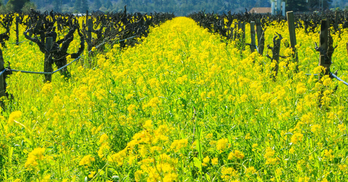 Napa Valley: Driver & Guide Service California wine country | GetYourGuide