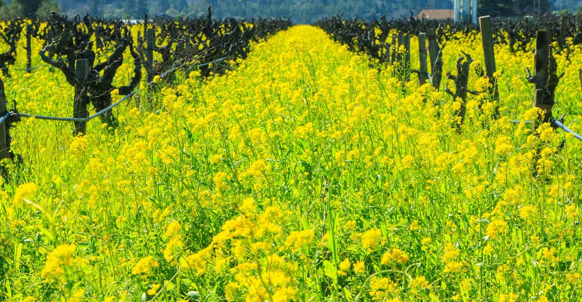 Napa Valley: Driver & Guide Service California wine country | GetYourGuide