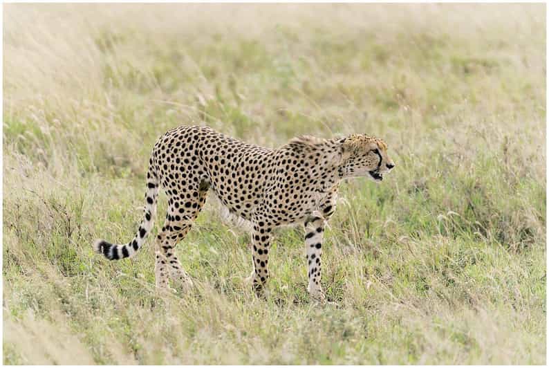 3 Days famous maasai mara safari | GetYourGuide