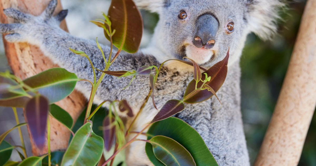 Newcastle: Animal Lovers Tour - Kangaroos, Dolphins & more! | GetYourGuide