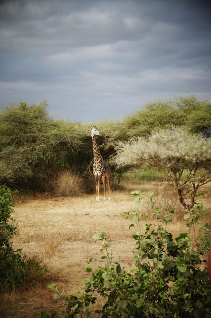 Lake Manyara Day Trip | GetYourGuide