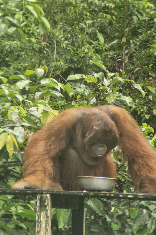 Explore Jungle in Borneo and Orangutan Kelotok Tour 3D/2N | GetYourGuide