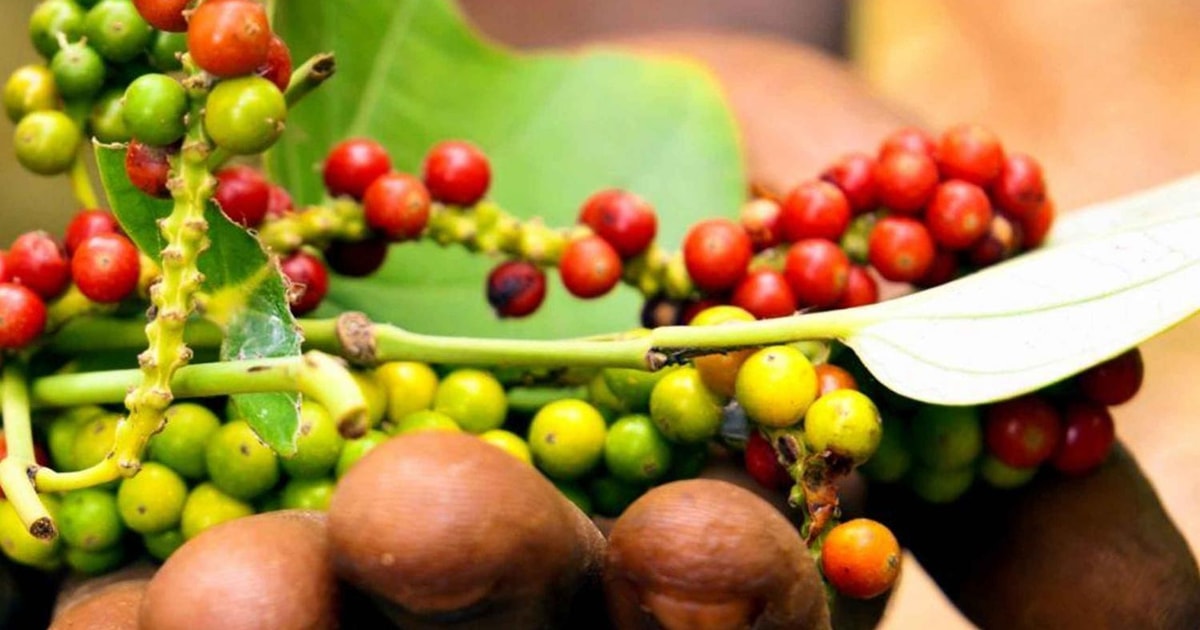 Sansibar: Gewürz-Tour mit traditionellem Mittagessen | GetYourGuide