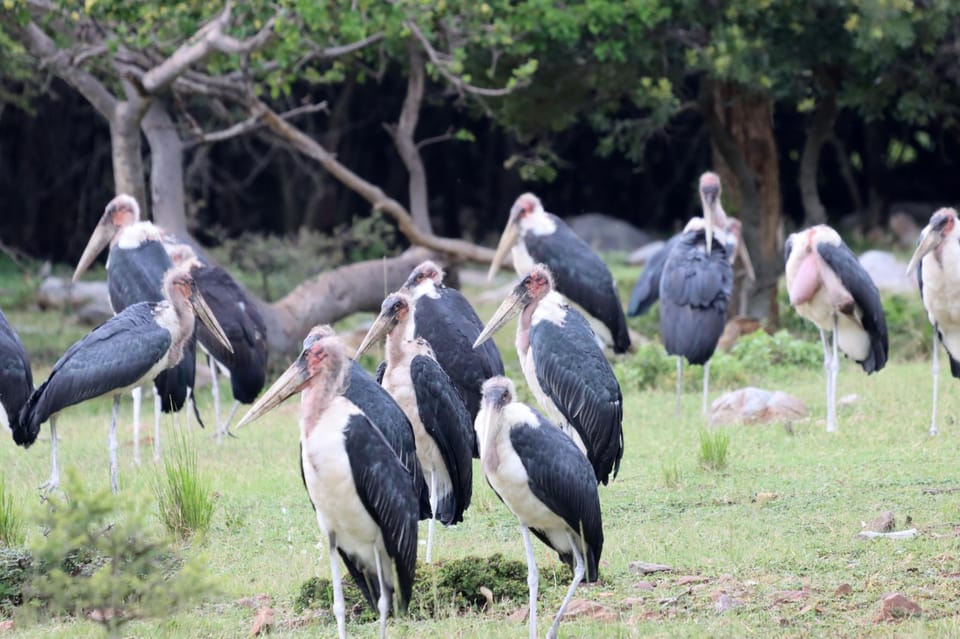 Blyde River Canyon, Boat cruise & animal conservation | GetYourGuide