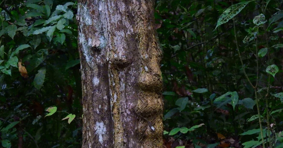 Guayaquil: Full-Day Churute Mangroves Reserve Adventure | GetYourGuide