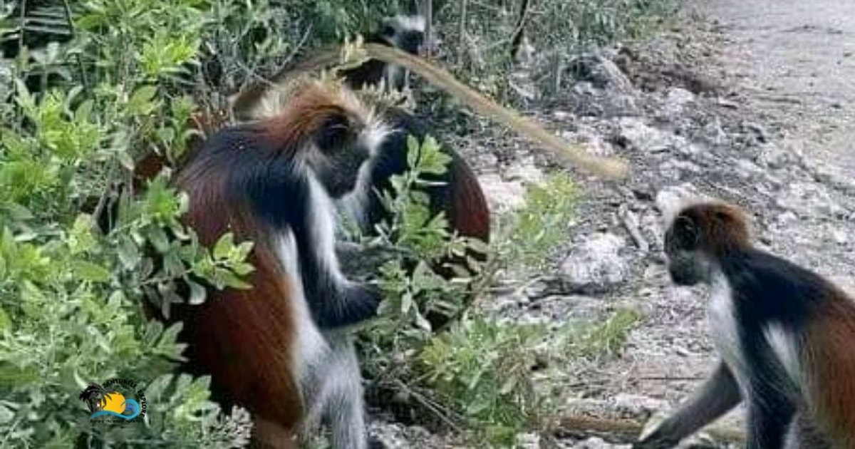 Zanzibar: Jozani Forest National Park Guided Tour | GetYourGuide