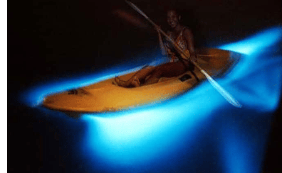 Luminous Lagoon Night Tour | GetYourGuide