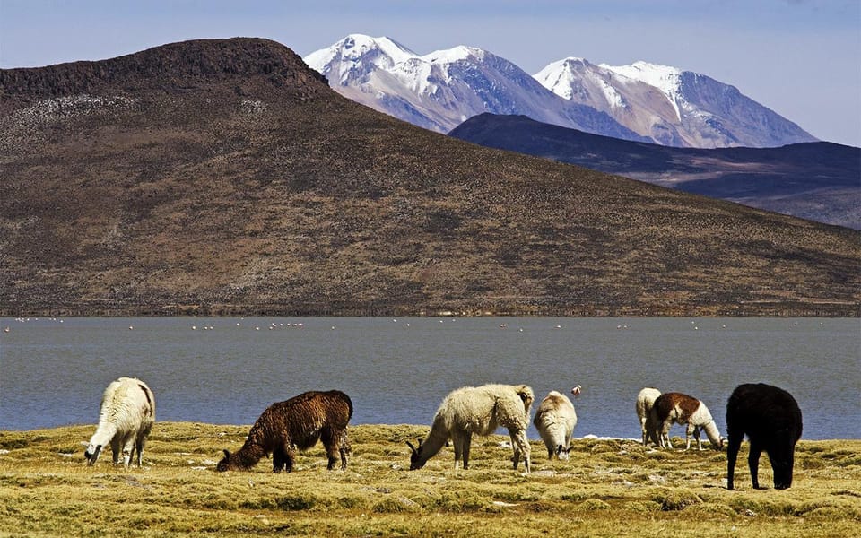 From Arequipa | Tour to Salinas + Hot springs of lojen | GetYourGuide