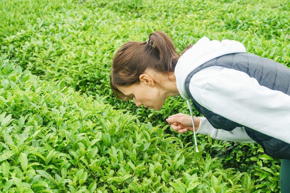 Charleston: Wadmalaw Island Wine Tasting and Tea Garden Trip | GetYourGuide