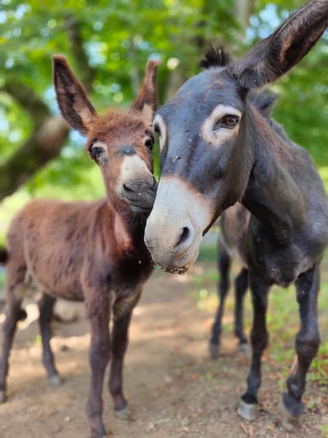 Wild Spring Ranch: Rakovica, Croatia, Horse Riding | GetYourGuide