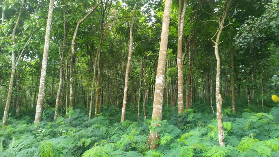 Mt. Merapi Majesty: Soft Trek and Botanic Village Tour | GetYourGuide