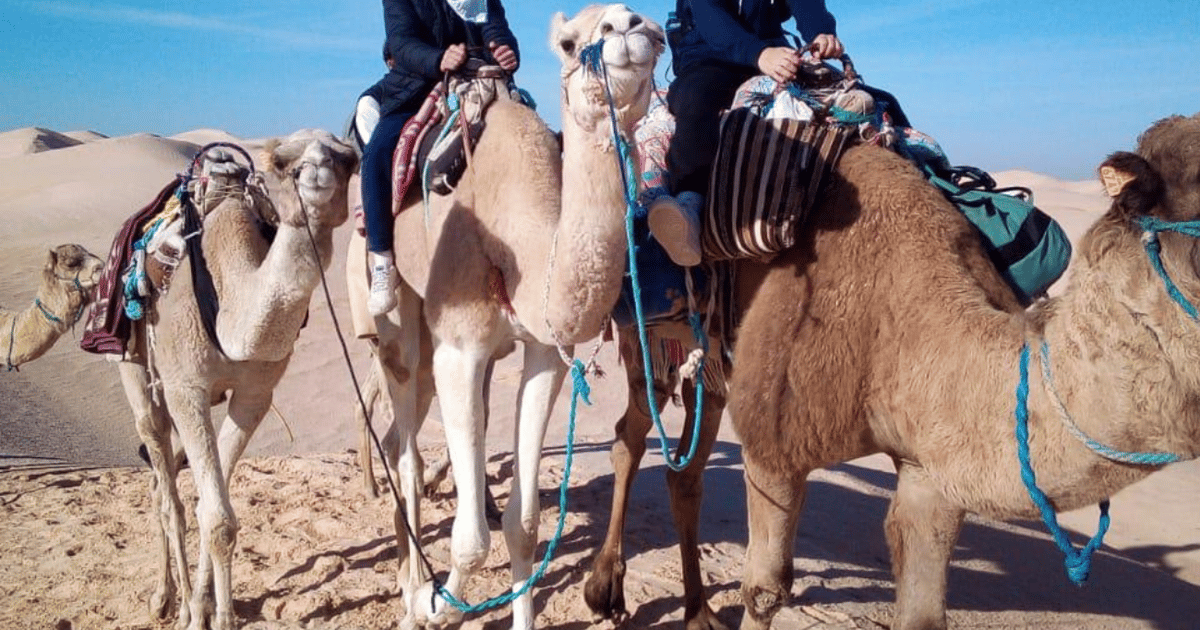 Sahara: 1-Nignt Bivouac Desert Dunes Camel Trek med camping | GetYourGuide