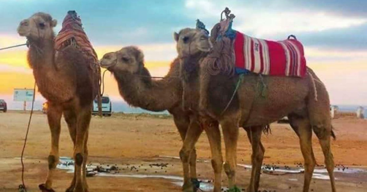 Tangier Sunset: Camel Ride, Hercules Caves. | GetYourGuide