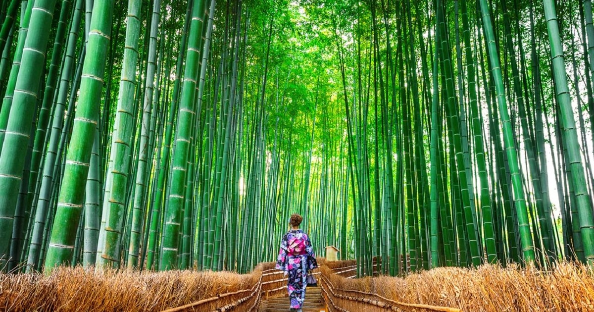 Osaka/Kyoto : Sanzenin, train d'Arashiyama, excursion dans la forêt de ...