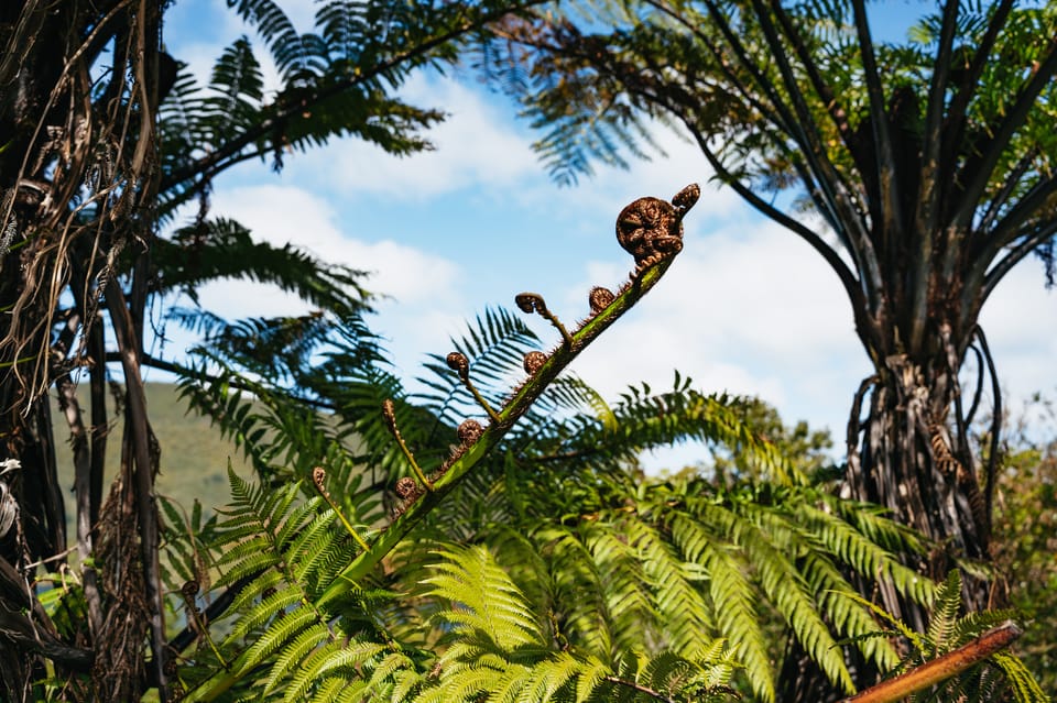 Rotorua: 'Off The Beaten Track' Geothermal Day Tour | GetYourGuide