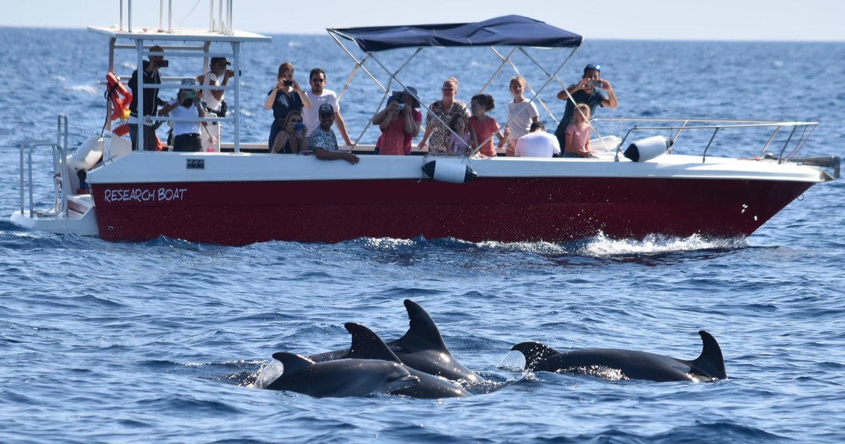 Alghero: Tour di avvistamento dei delfini con i biologi marini ...