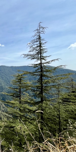 Shimla: Wildlife Sanctuary & Water Catchment Guided Tour | GetYourGuide