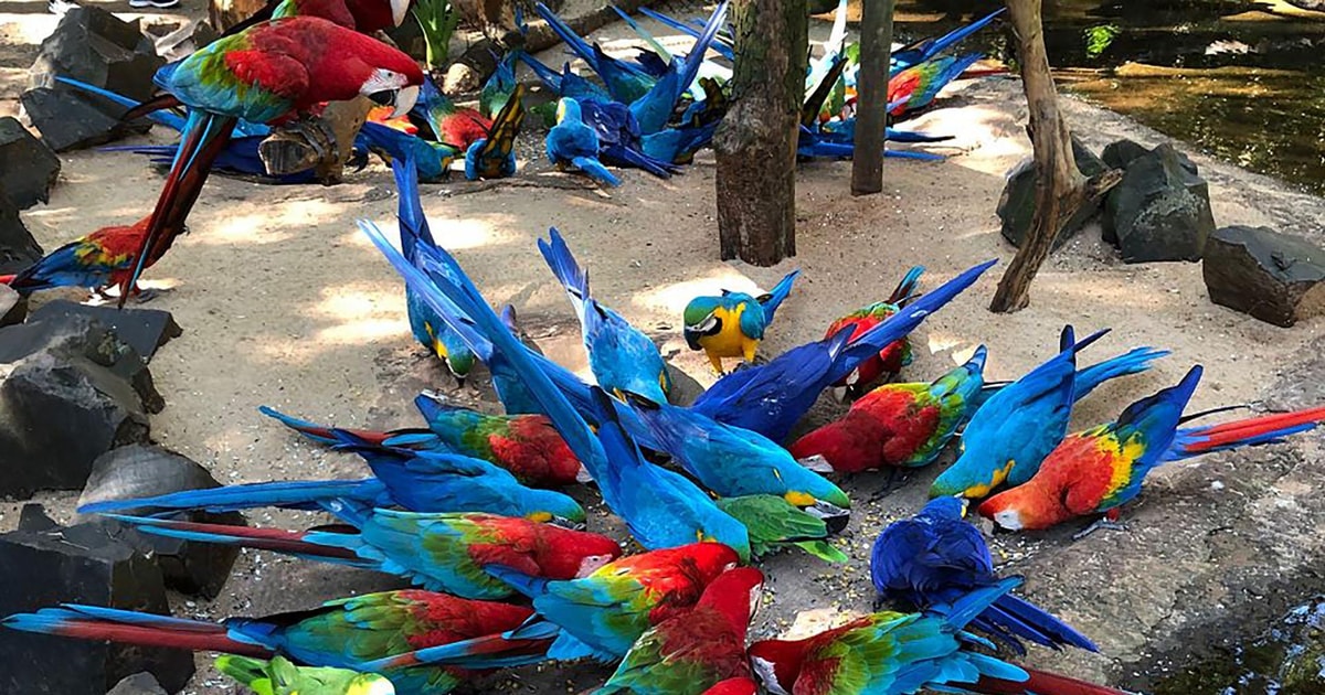 Wildes Abenteuer: Entdecke den bezaubernden Vogelpark! (VIP) | GetYourGuide