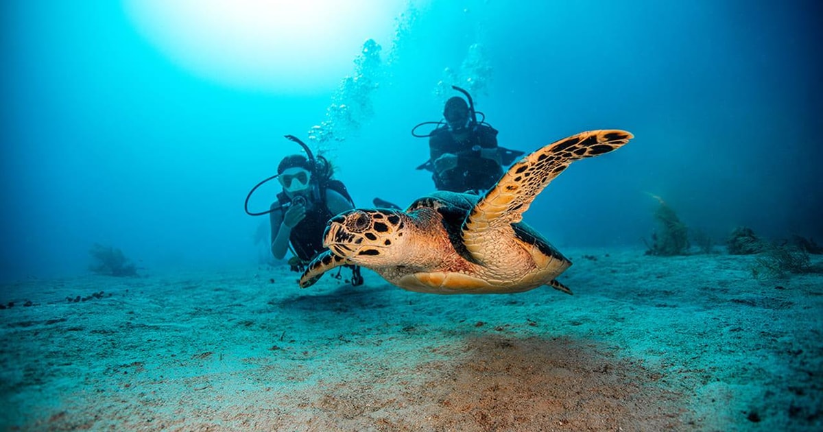 ラス・カタリナスフラミンゴとタマリンドでのスキューバダイビング | GetYourGuide