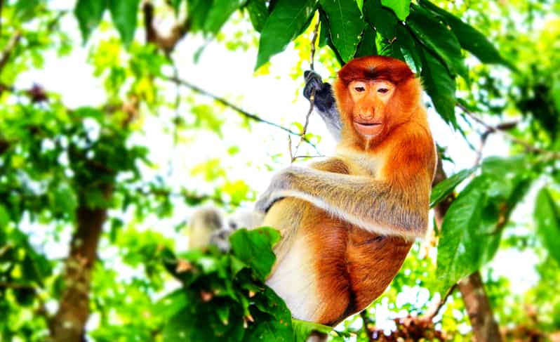 Bongawan Wetland: Proboscis Monkey and Fireflies Shared Tour | GetYourGuide