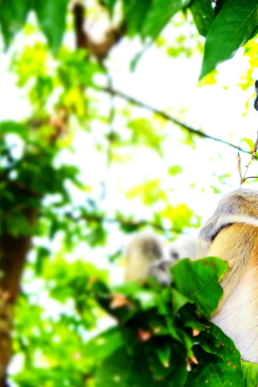 Bongawan Wetland: Proboscis Monkey and Fireflies Shared Tour | GetYourGuide