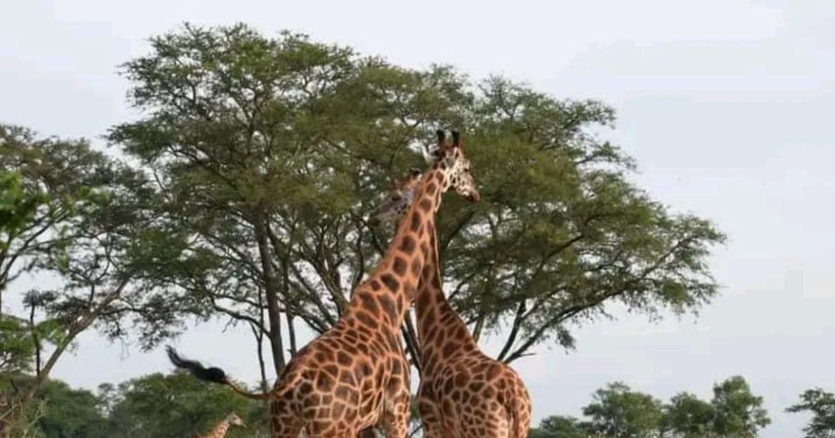 3 Days trip to Ruma National Park from Nairobi | GetYourGuide